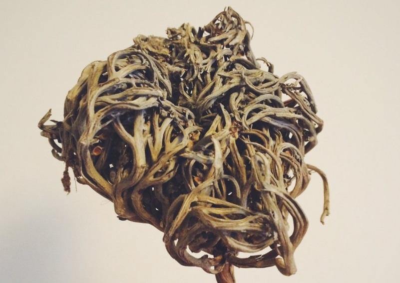 Maryam Booti | Buy in Dubai, Abu Dhabi, Sharjah, UAE | DeenSquare.com